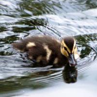 Duckling On A Pond