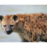 Fierce Hyena