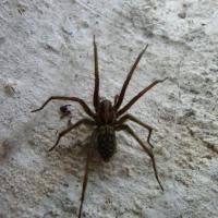 House Spider