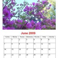 June 2009 Purple Flowers