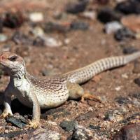 Lizard in Desert